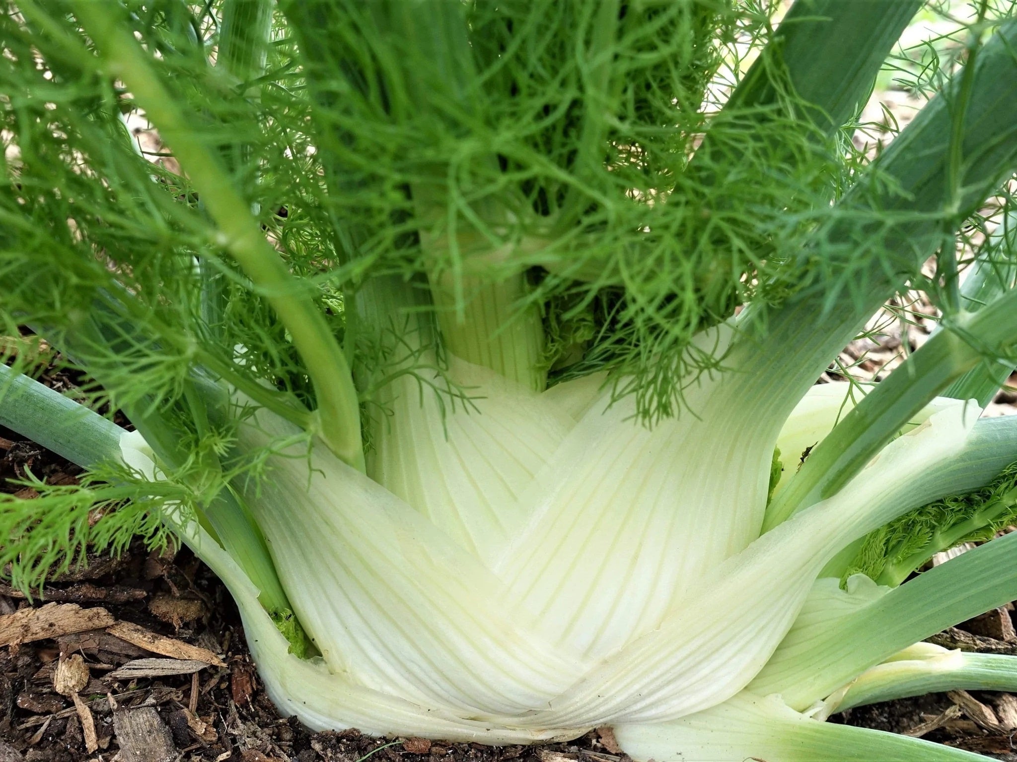 Life Force Seeds - Vegetables – Seasons of New England